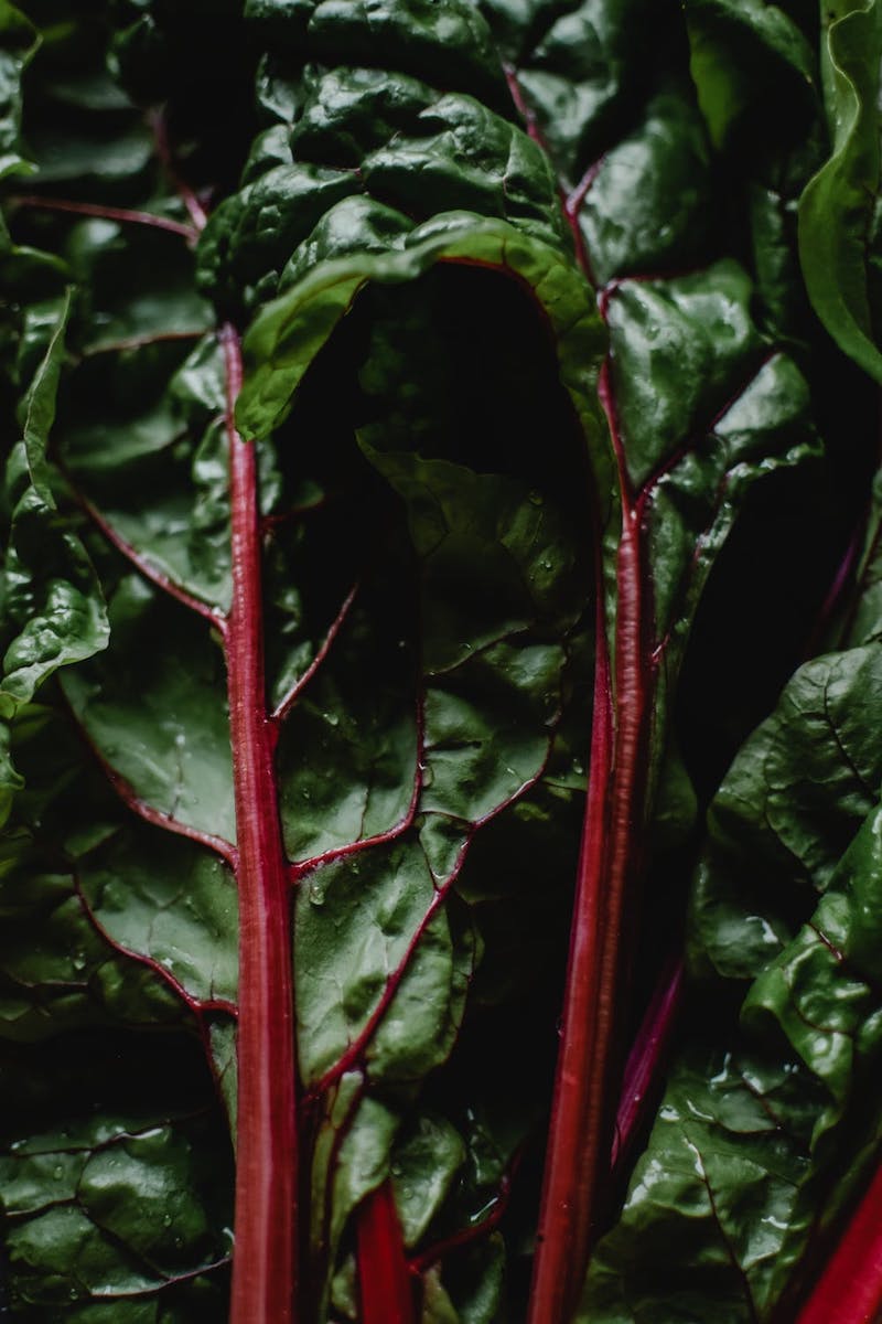 Vegetable of the Month: Swiss chard – Act Locally Waco