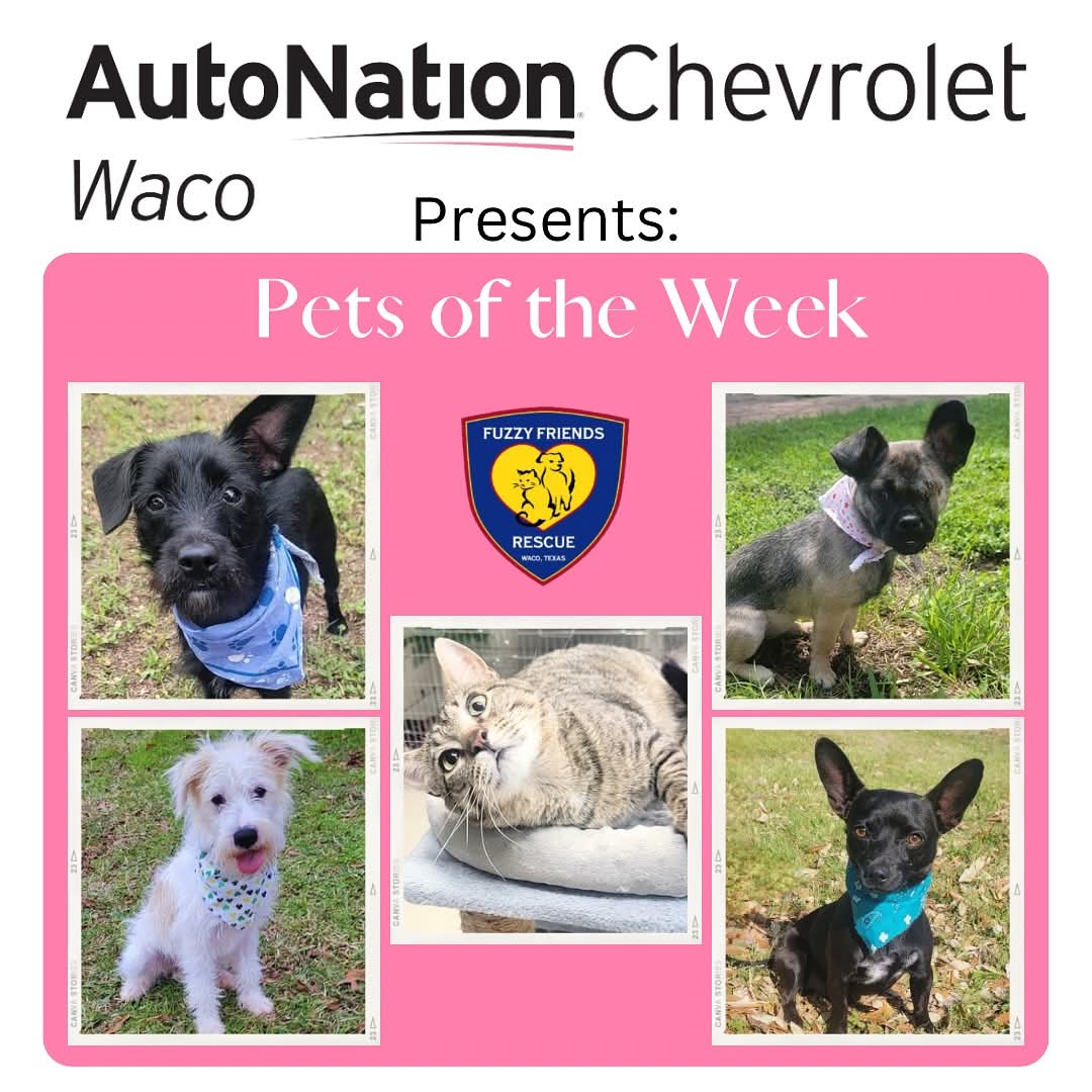 Waco Strays and Adoptable Pets – Act Locally Waco